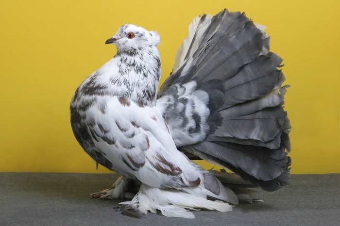 National Pigeon Association’s “Grand National” Pigeon Show | Amusing Planet